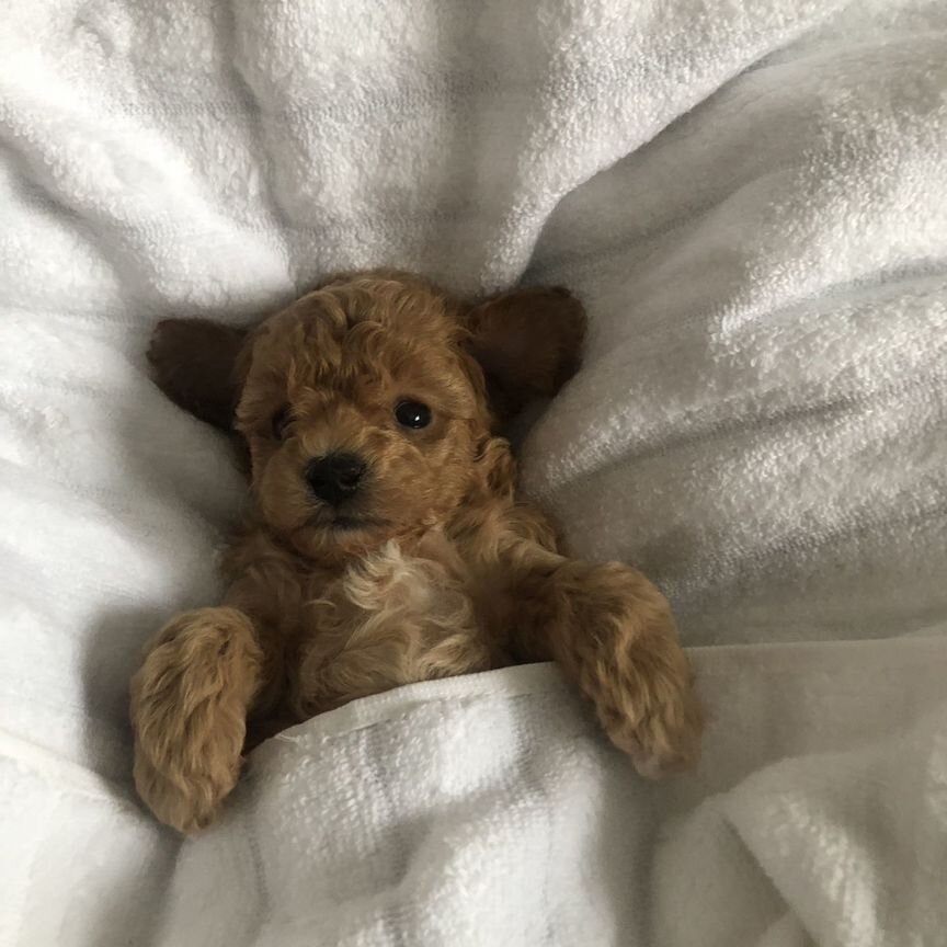 Щенки Бишпу (Пушон)