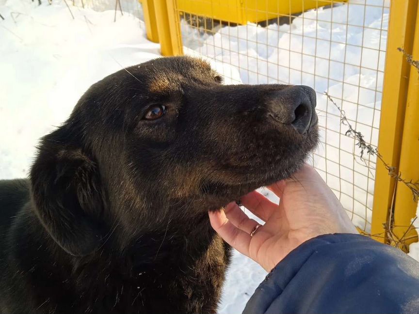 Собака в добрые руки отдам бесплатно