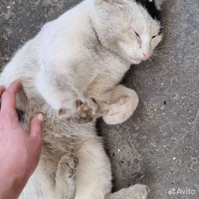 Черно-белый кот косоглазик, около года двух