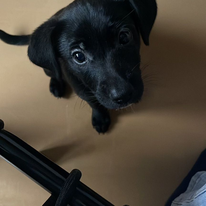 Собачка щеночек девочка