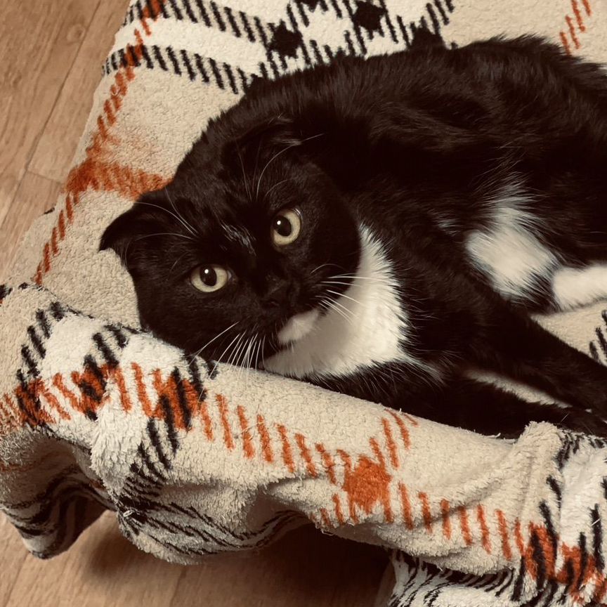 Шотландский вислоухий короткошёрстный кот, взрослый