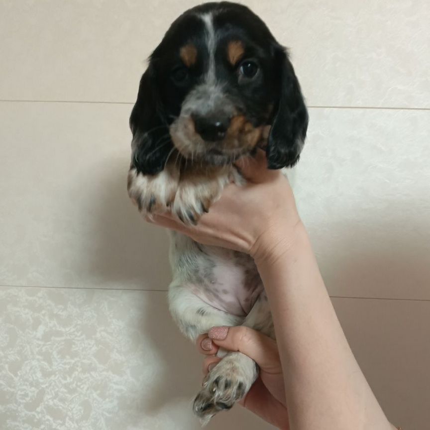 Русский охотничий спаниель, щенок