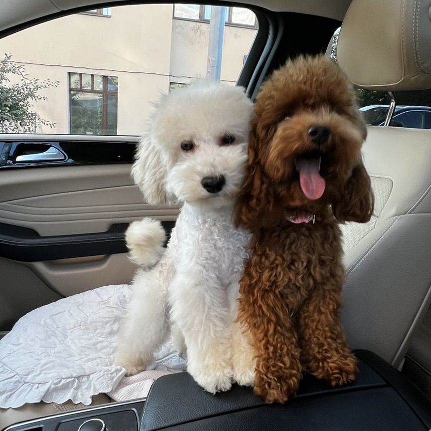 Той пудель девочка белая 6 мес