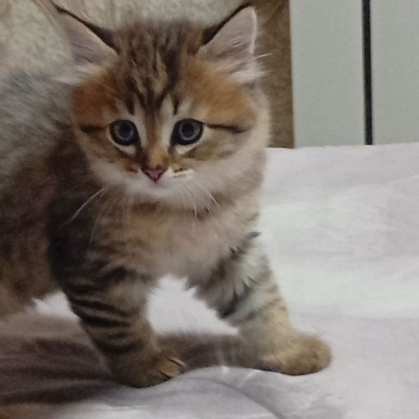 Кошечка 2 месяца в добрые руки