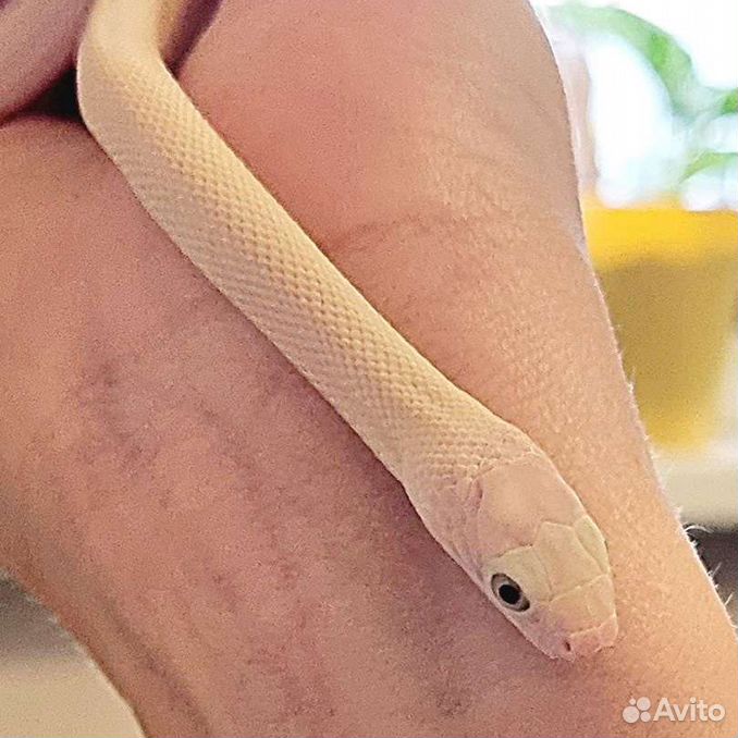 Белая змея обсолета леуцист