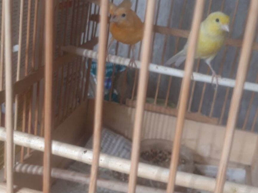 Кенара и канарейки