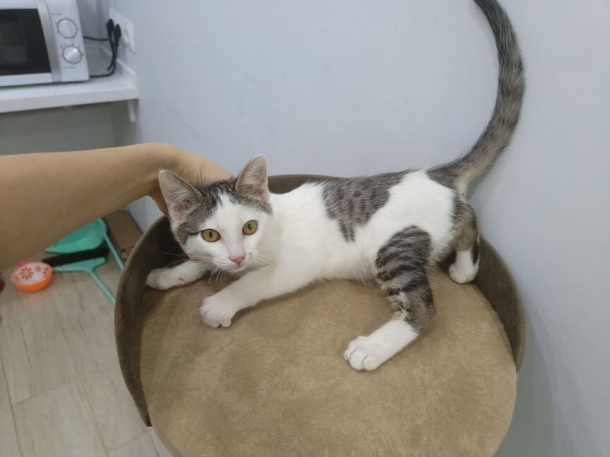 Котенок в добрые руки