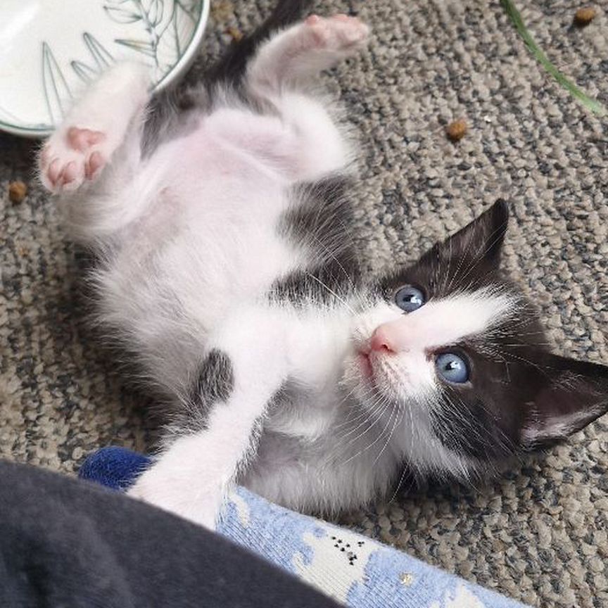 Котёнок в добрые руки
