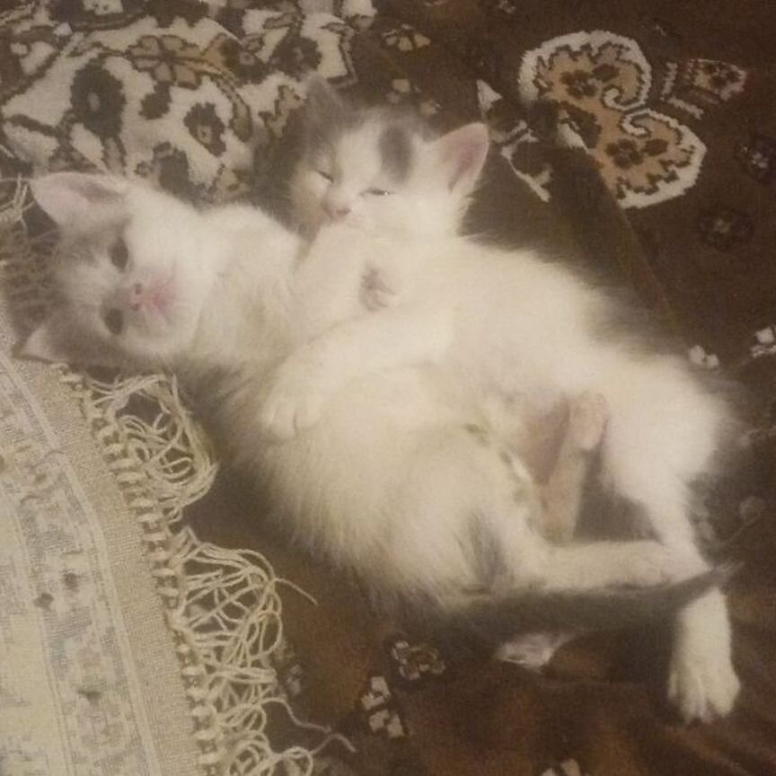 Отдадим котят в хорошие руки. Братик и сестричка