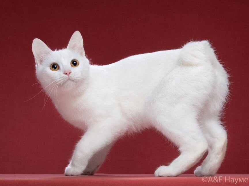 Белые котята Курильские бобтейлы