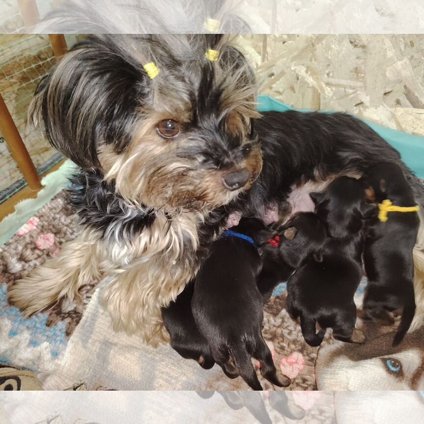 Йоркширский терьер, щенок