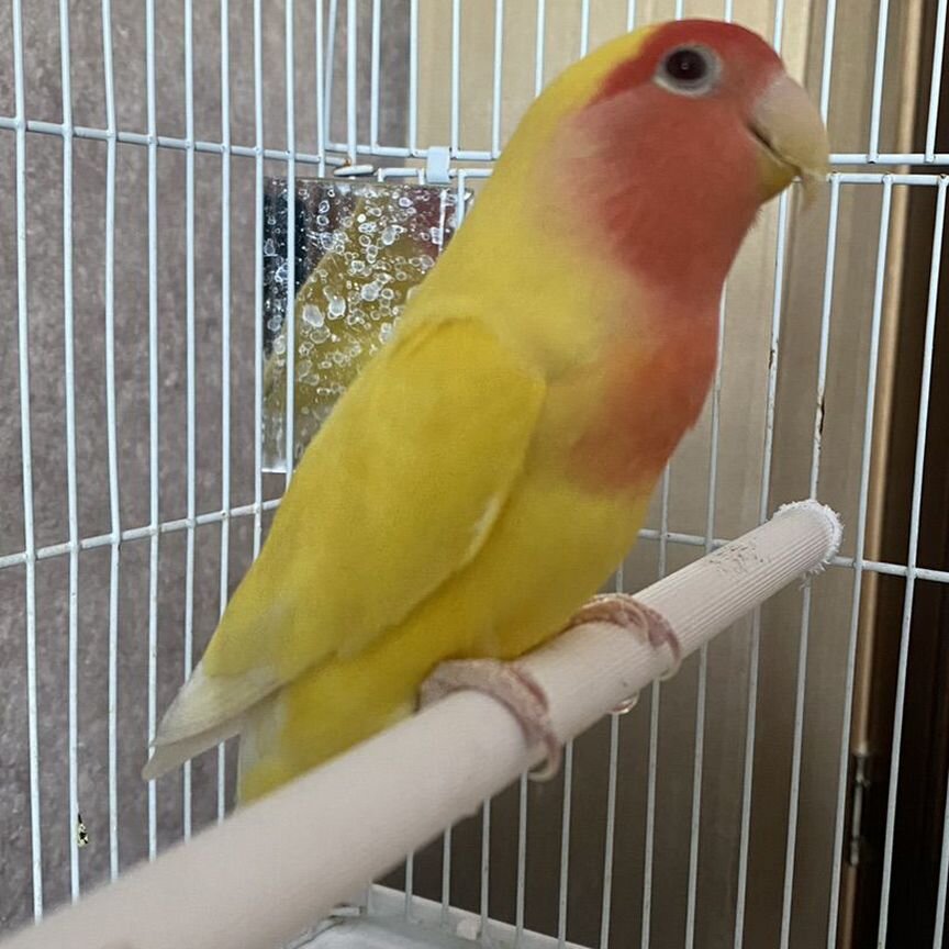 Попугай неразлучники с клеткой