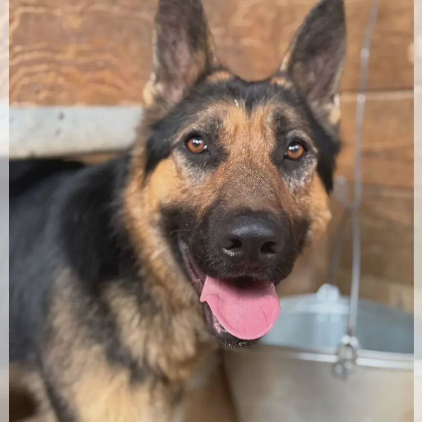 Взрослый пёс в добрые руки