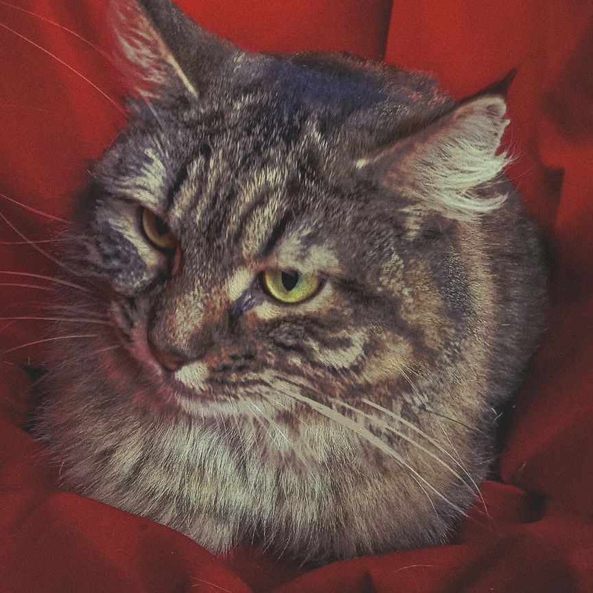 Кошка в дар