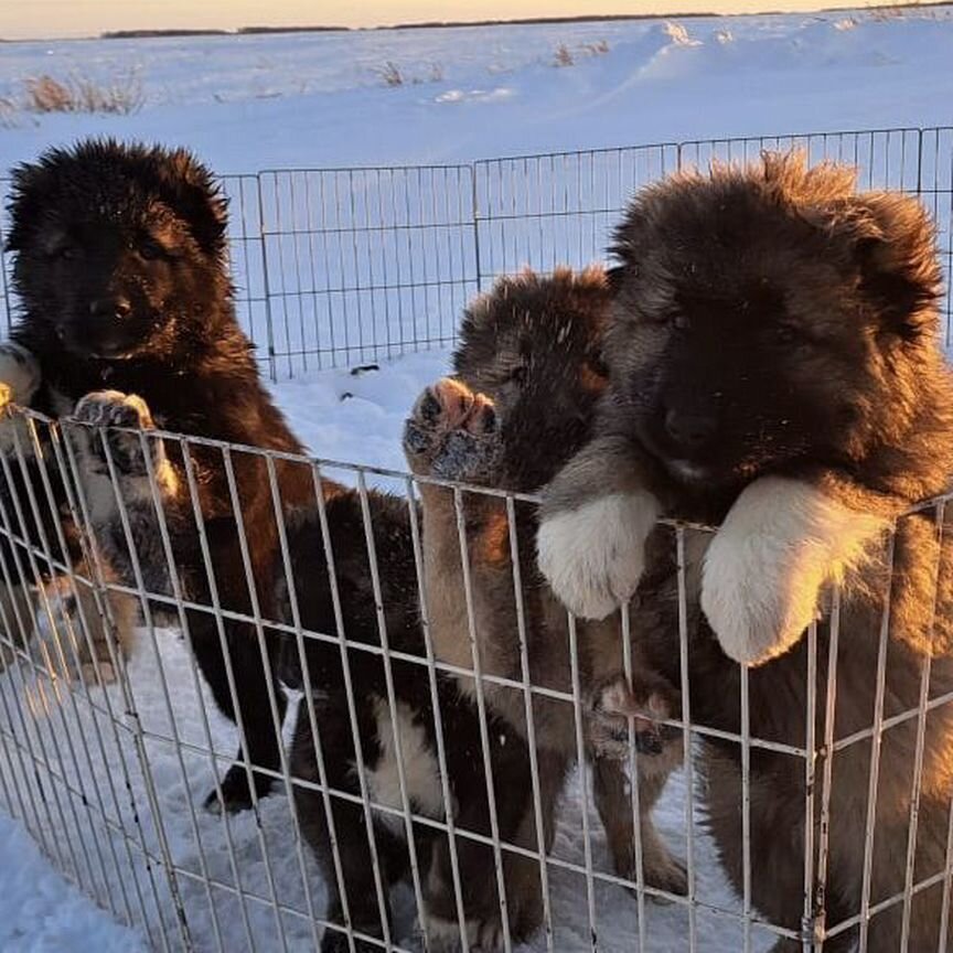 Щенки кавказской овчарки