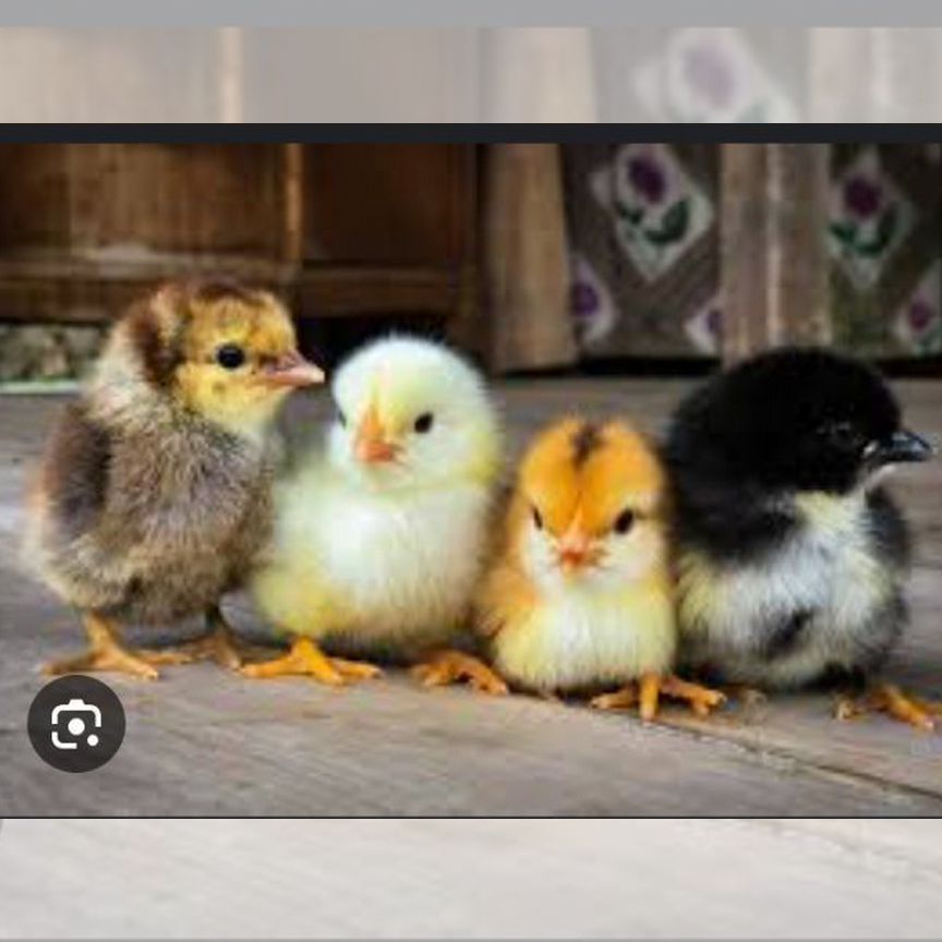 Цыплята несушки