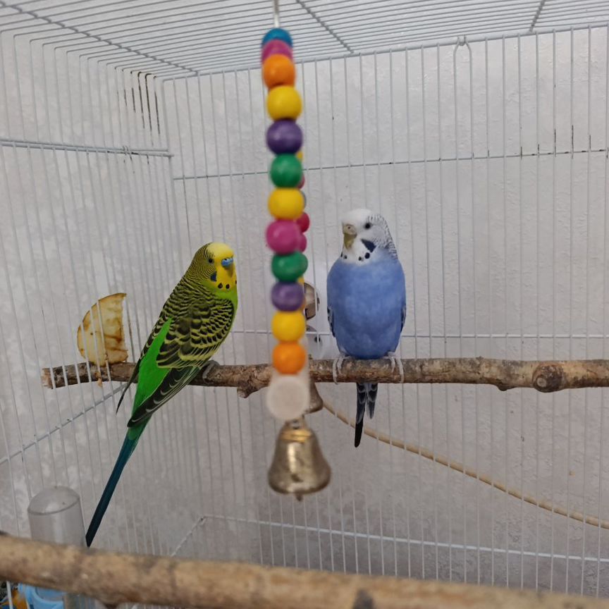 Волнистый попугай с клеткой