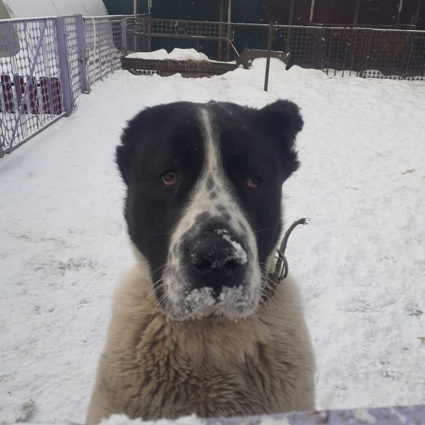 Собака алабай