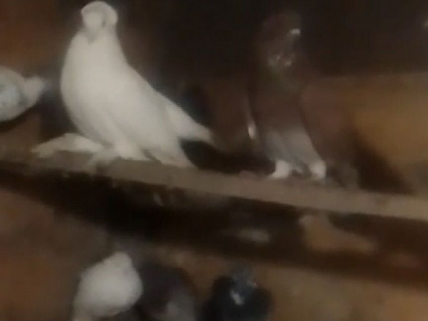 Голуби поющие