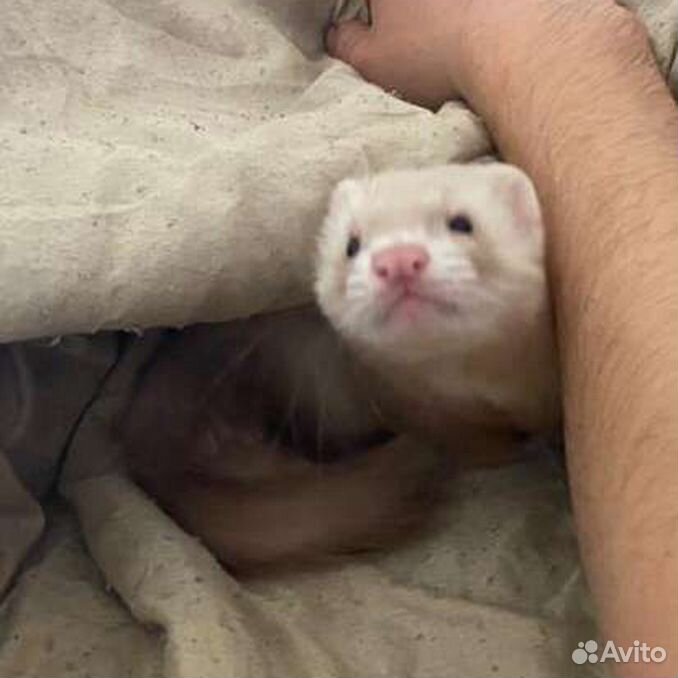 Хорек с клеткой