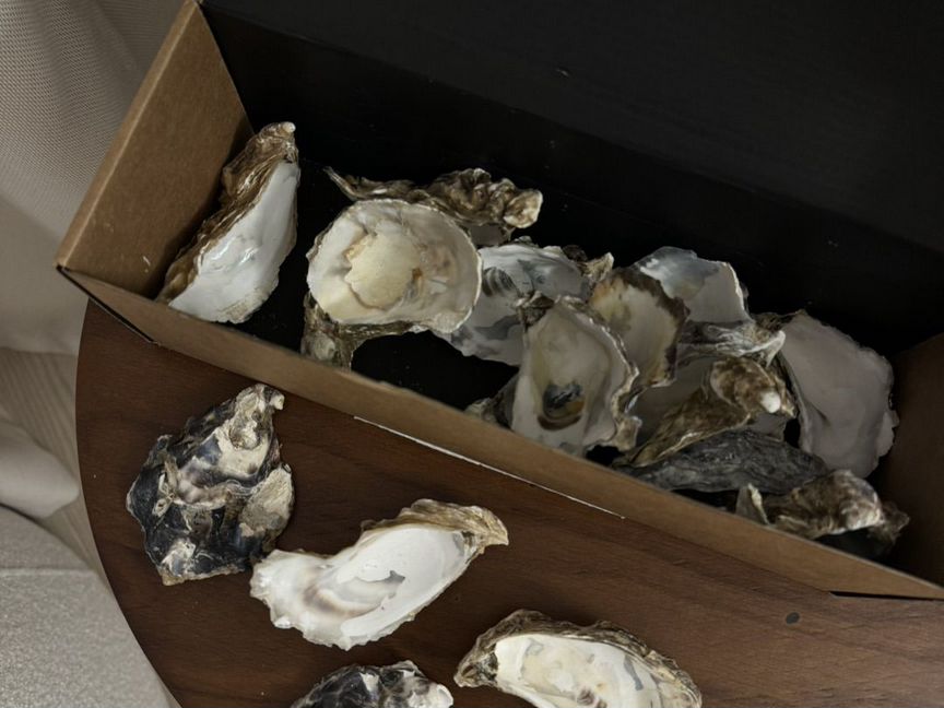 Раковины устриц, ракушки