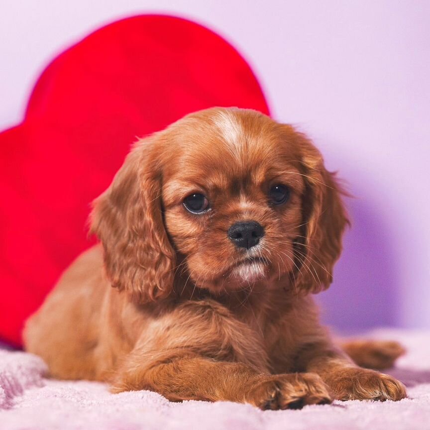 Кавалер кинг чарльз спаниель рубиновый