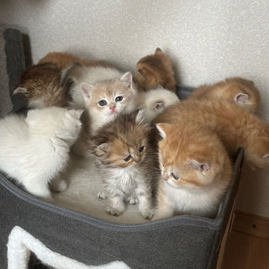 Британский короткошёрстный котёнок