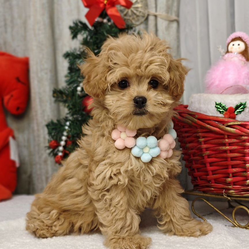 Мальтипу, щенок