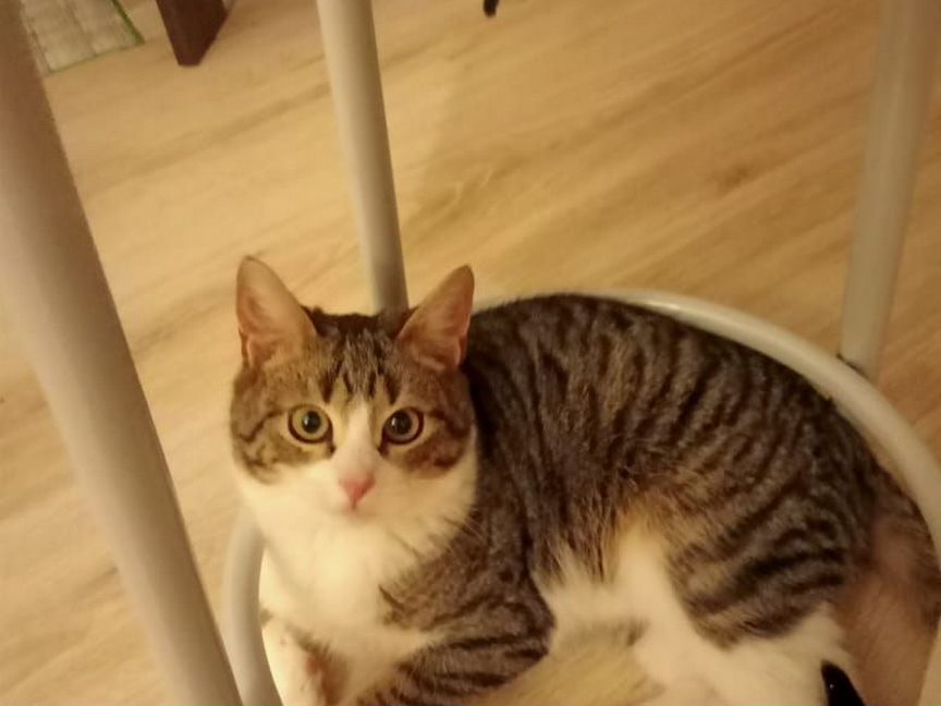 Котенок подросток Санёк ищет дом