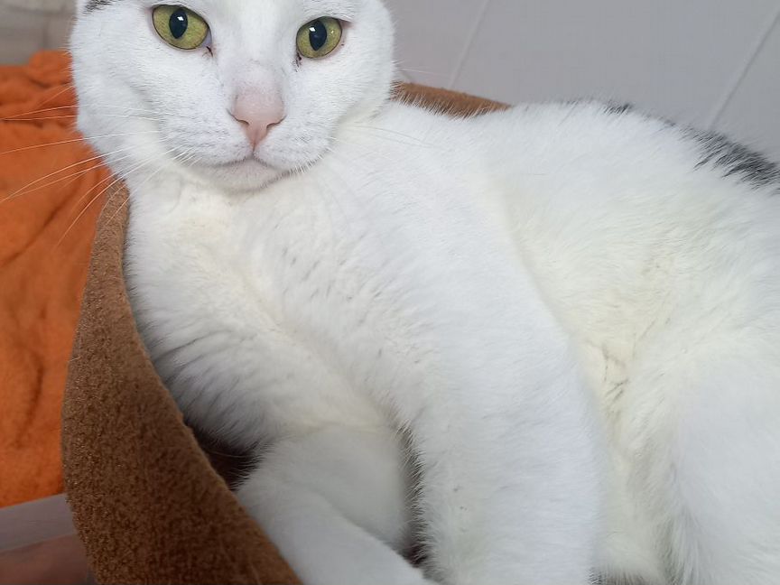 Котик в горошек