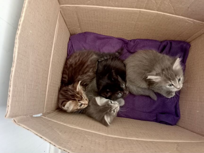 Котята в добрые руки даром