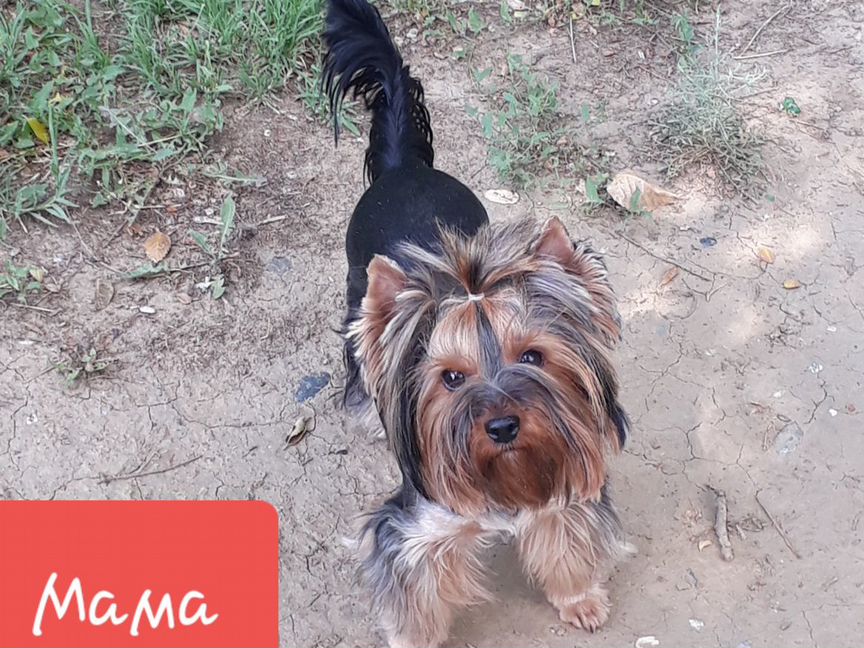 Йоркширский терьер стандарт щенки