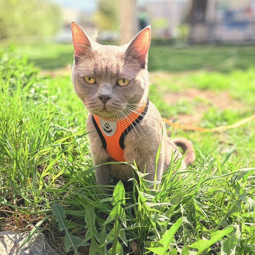 Породистый кот бесплатно