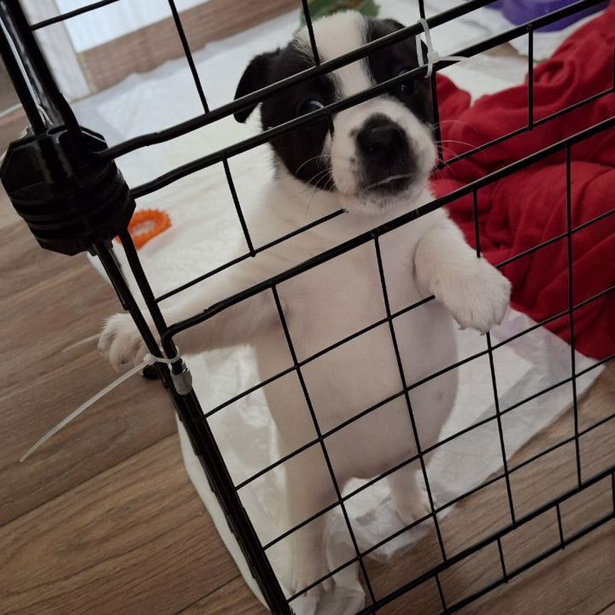 Продам собаку Джек Рассел терьер