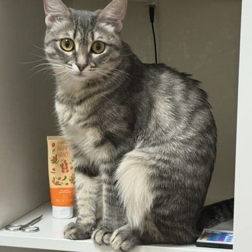 Кошка