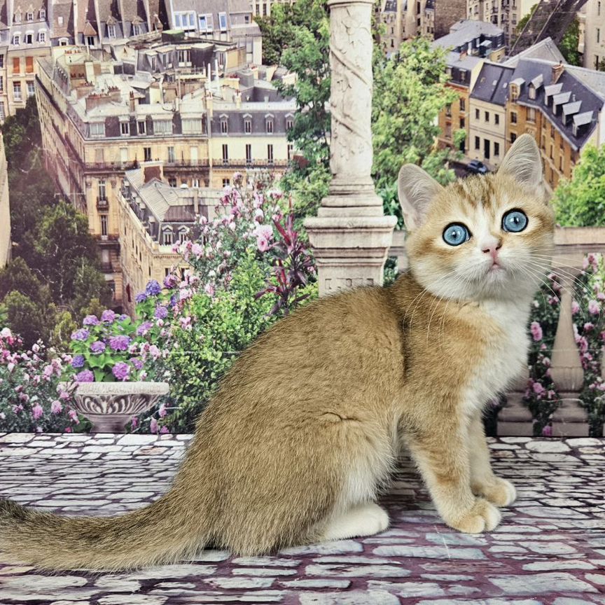 Манчкин котёнок