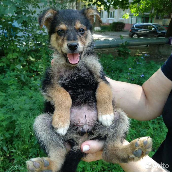 Собака с мусорки