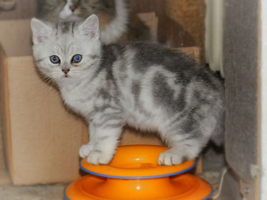 Мальчик и девочка скоттиш-страйт