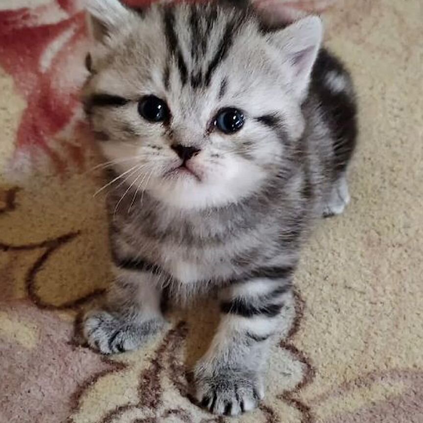 Шотландский прямоухий короткошёрстный котёнок
