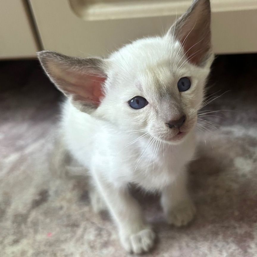 Ориентальный котёнок