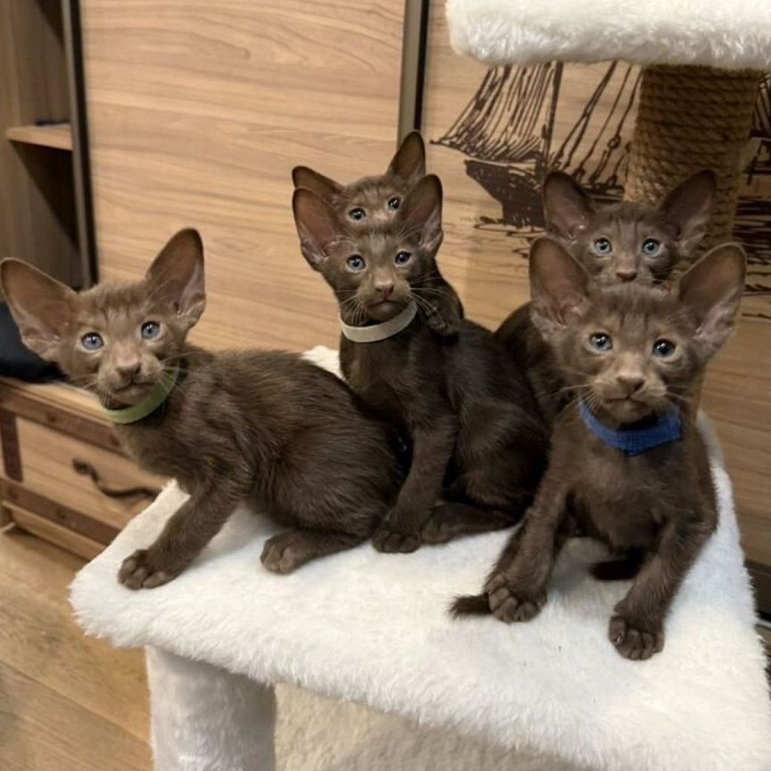 Ориентальный котёнок