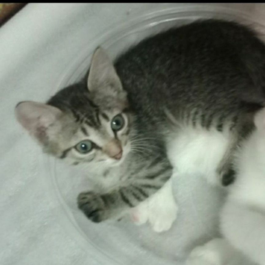 Сибирский котёнок