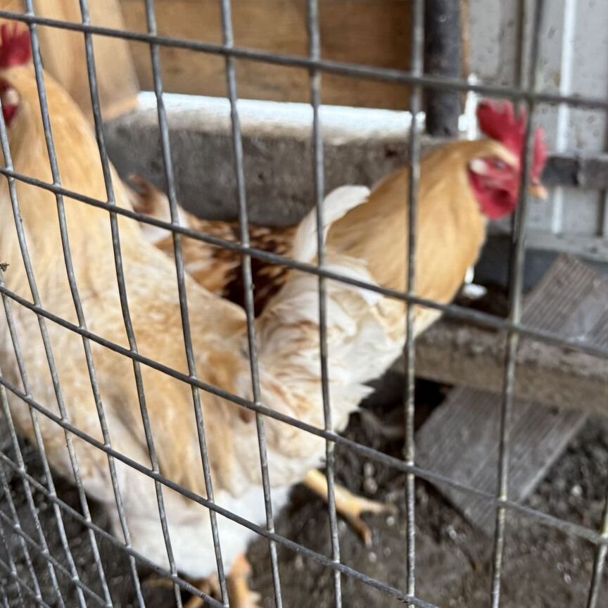 Молодые петухи