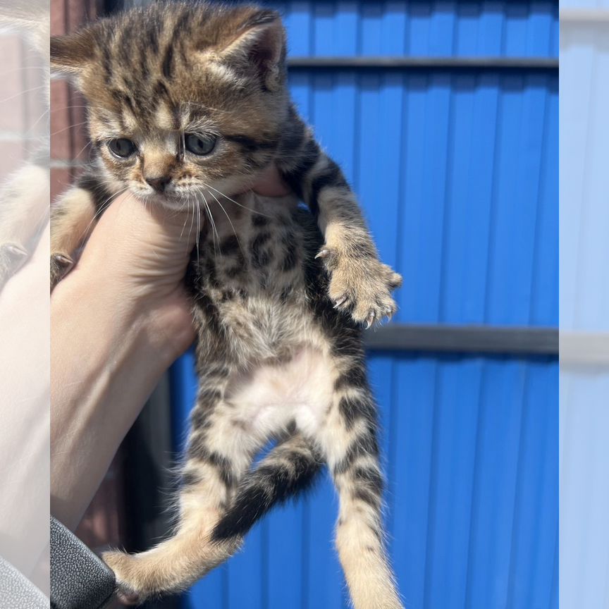 Шотландский вислоухий короткошёрстный котёнок