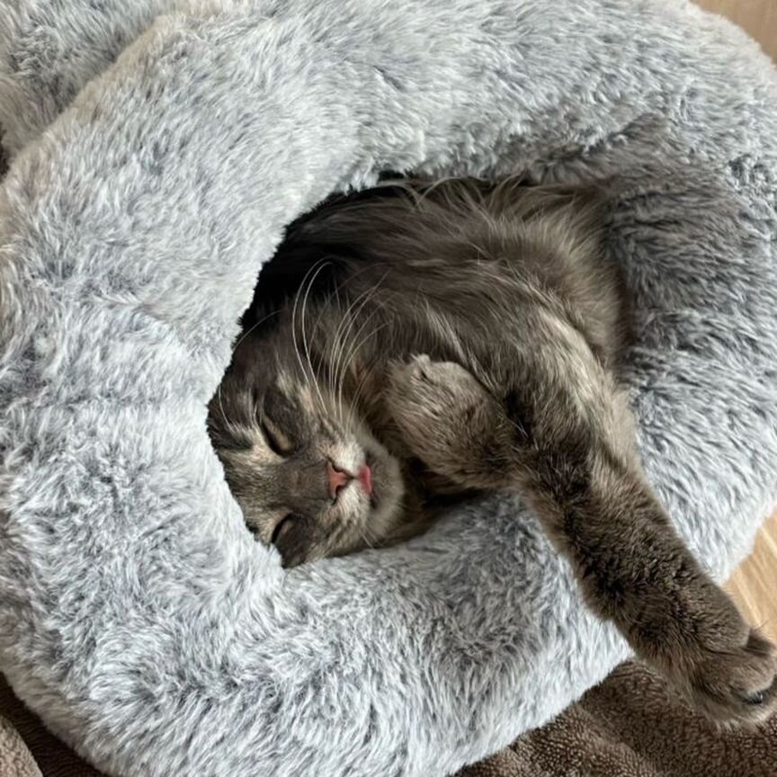 Сибирская, взрослая кошка