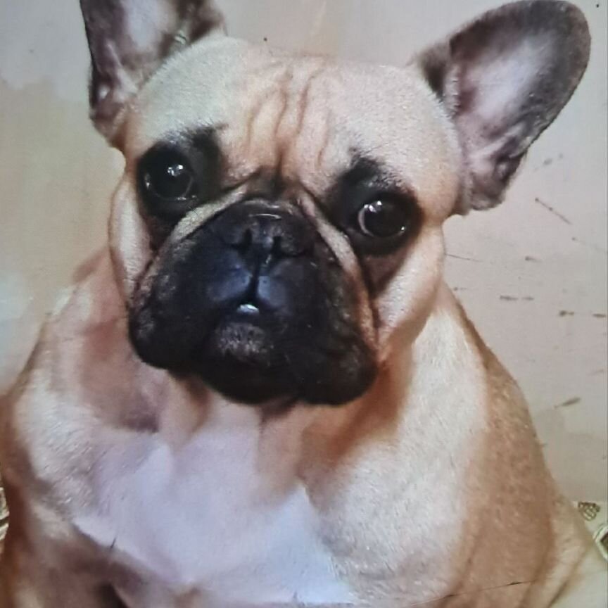 Французский бульдог