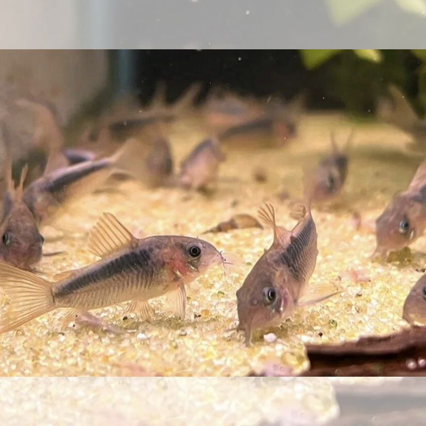 Сомики коридорасы