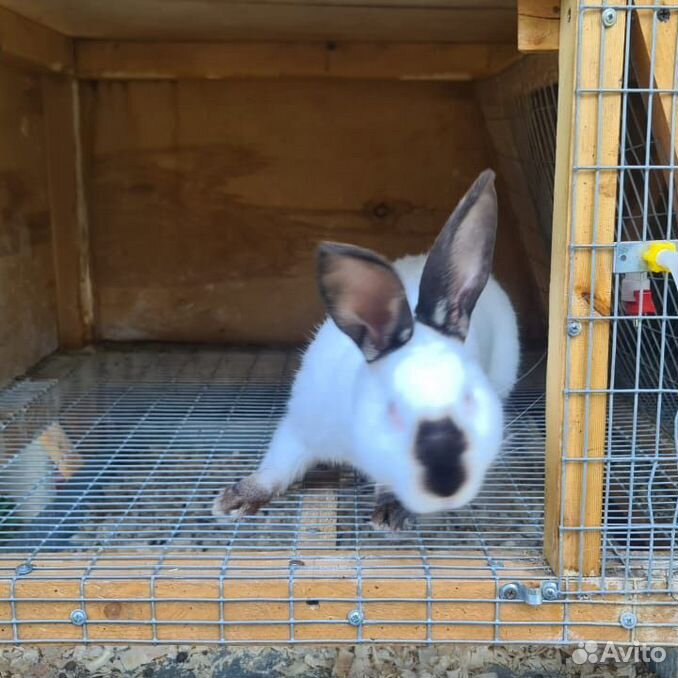 Крол калифорнийский