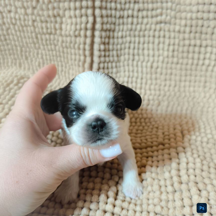 Мальтипу, щенок