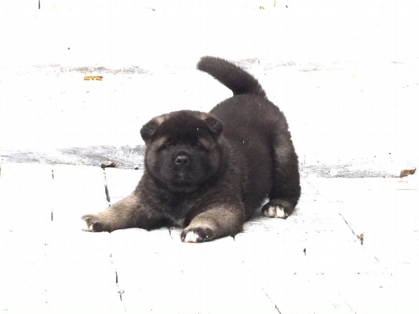 Щенки американской акиты